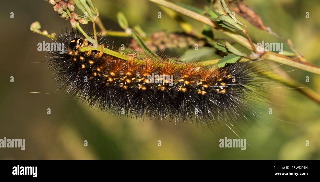 The salt marsh moth (Estigmene acrea) caterpillar close up Stock Photo ...