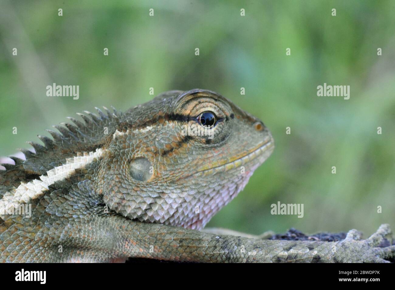 Changeable lizard or Calotes versicolor streching its front legs Stock ...