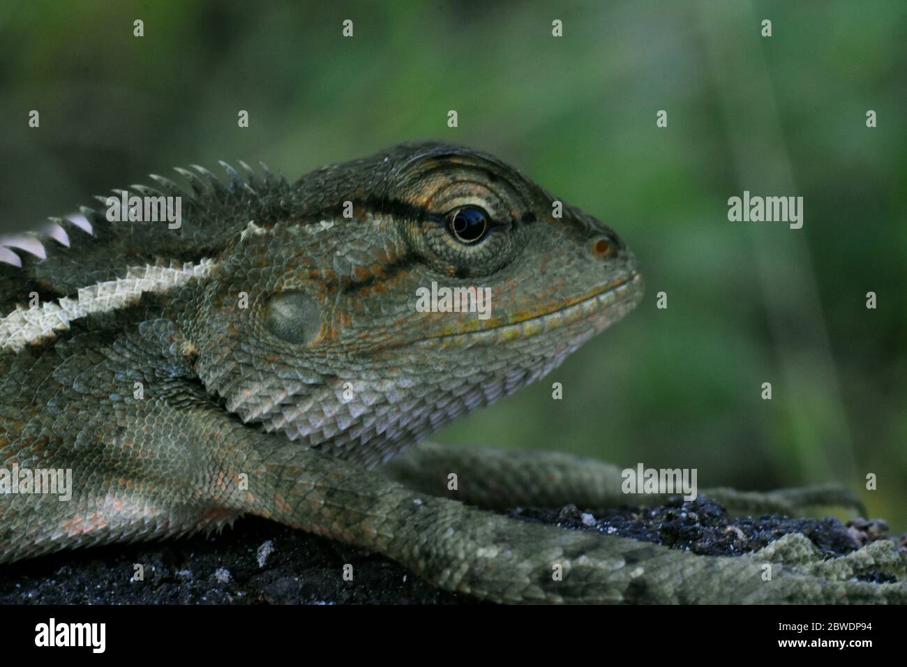 Changeable lizard or Calotes versicolor streching its front legs Stock ...