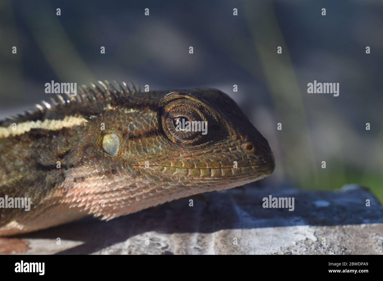 Side view of changeable lizard's head (Calotes versicolor Stock Photo ...