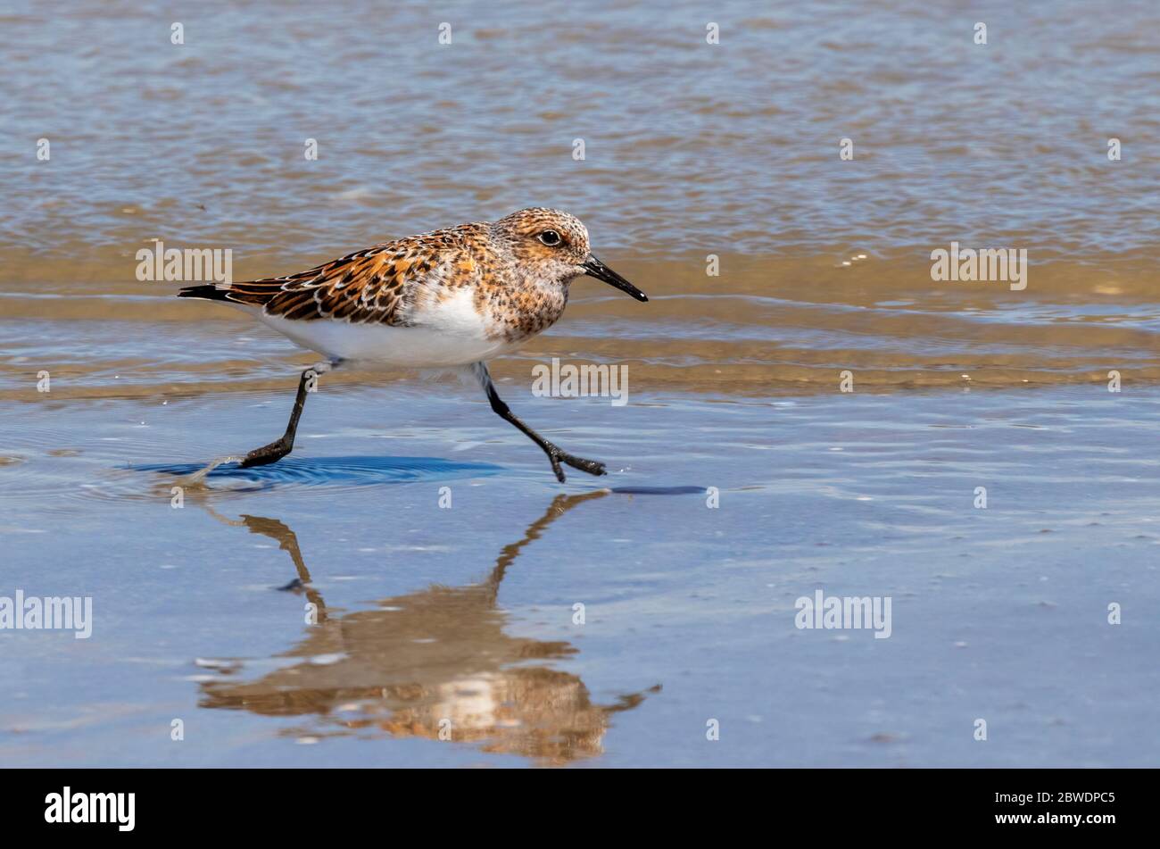 Sanderling In Summer Plumage Running Through Beach, Galveston, Texas ...