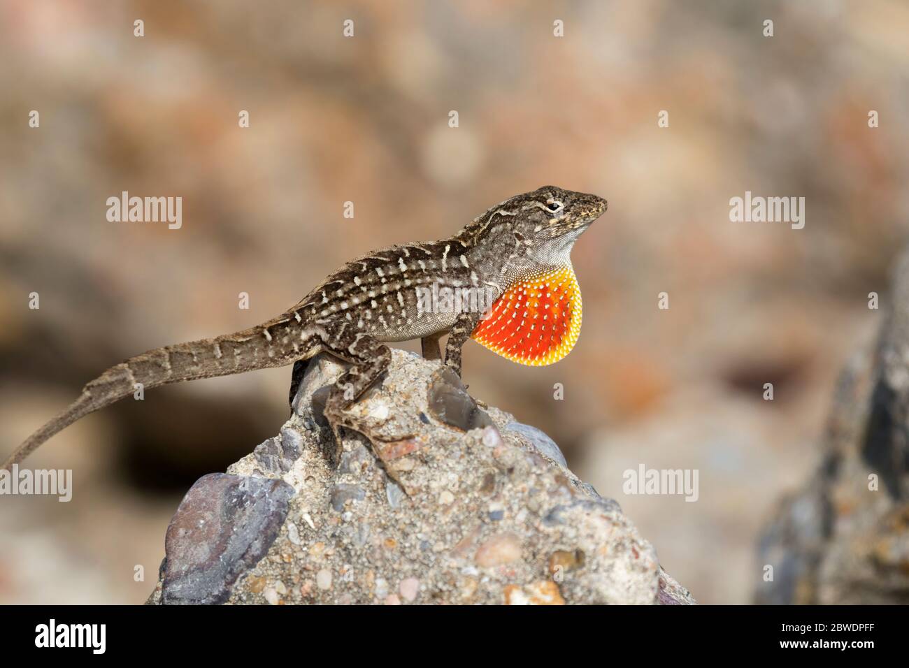 Lizard with extended dewlap hi-res stock photography and images - Alamy