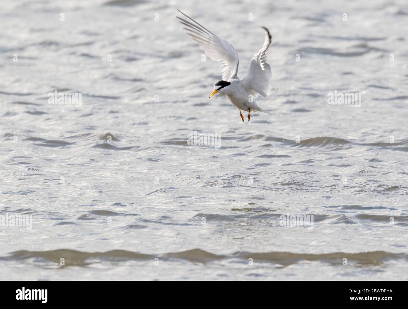 Tern fishing hi-res stock photography and images - Alamy