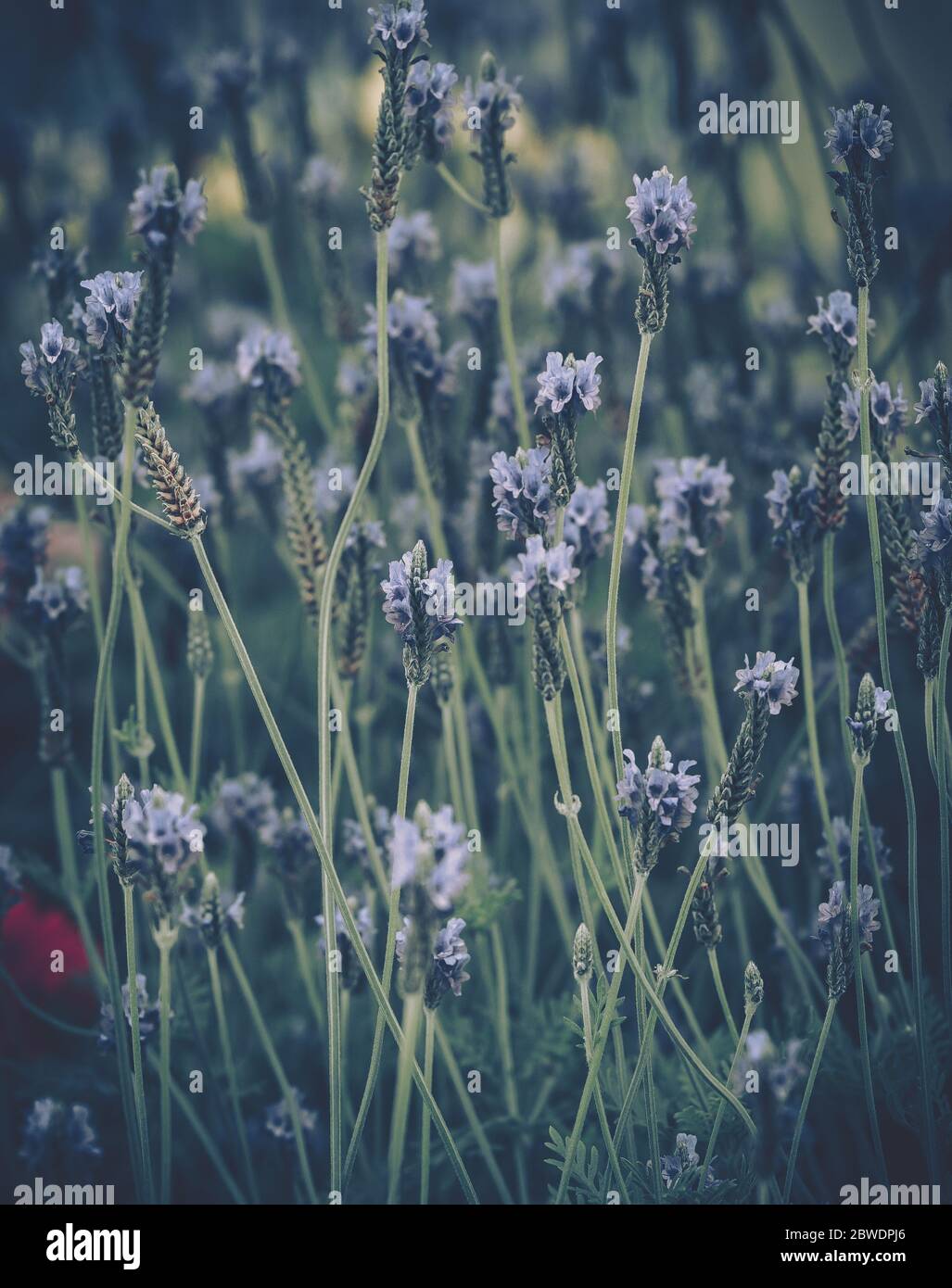 Lavender flowers on japanese vintage style Stock Photo - Alamy