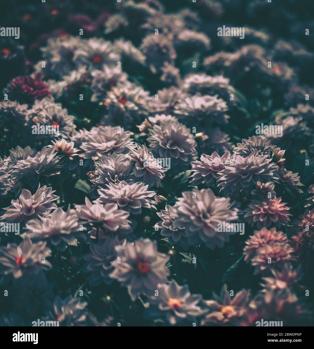 Flower Field background. Vintage style Stock Photo - Alamy