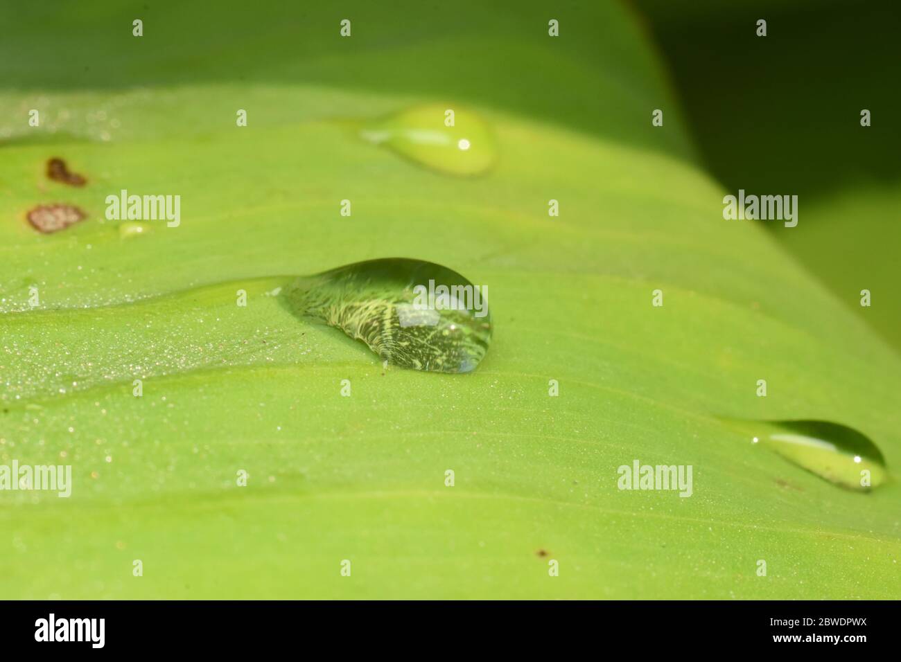 Sunlight sparkling on dew hi-res stock photography and images - Alamy