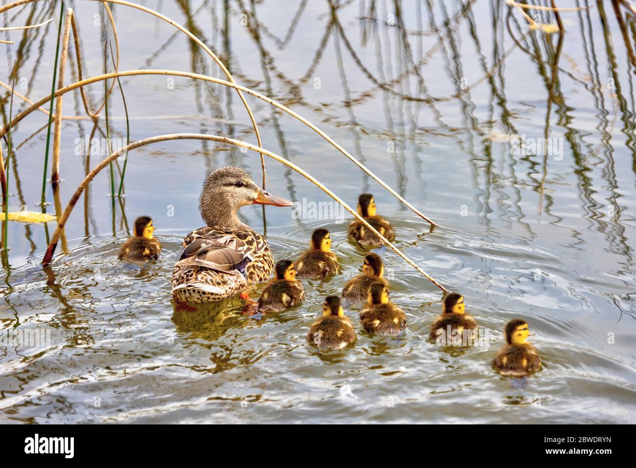 Mallard duck mother leading her newborn baby ducklings in the pond ...