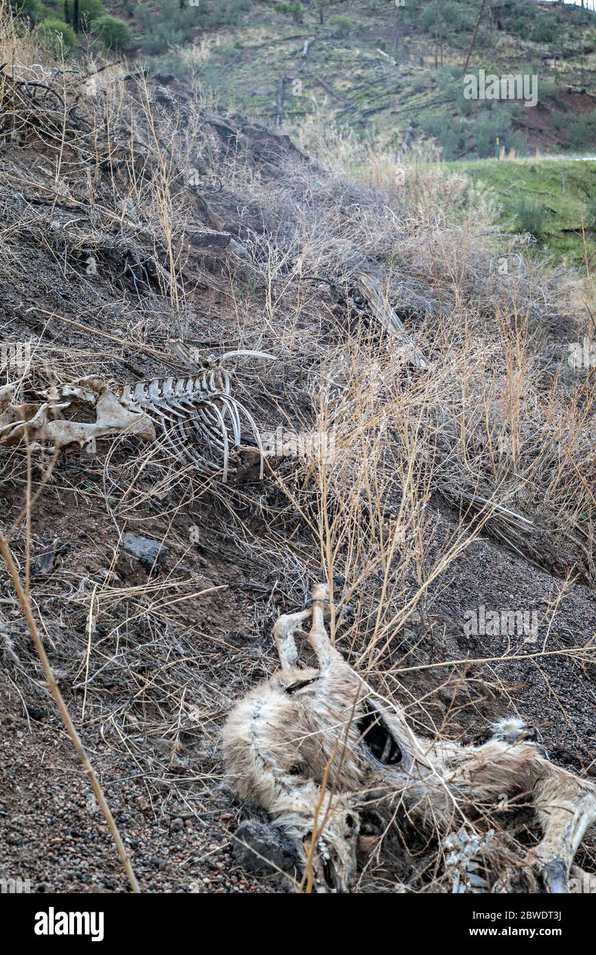 Deer Carcasses at a U.S. Forest Service Roadkill Dumping Area in ...