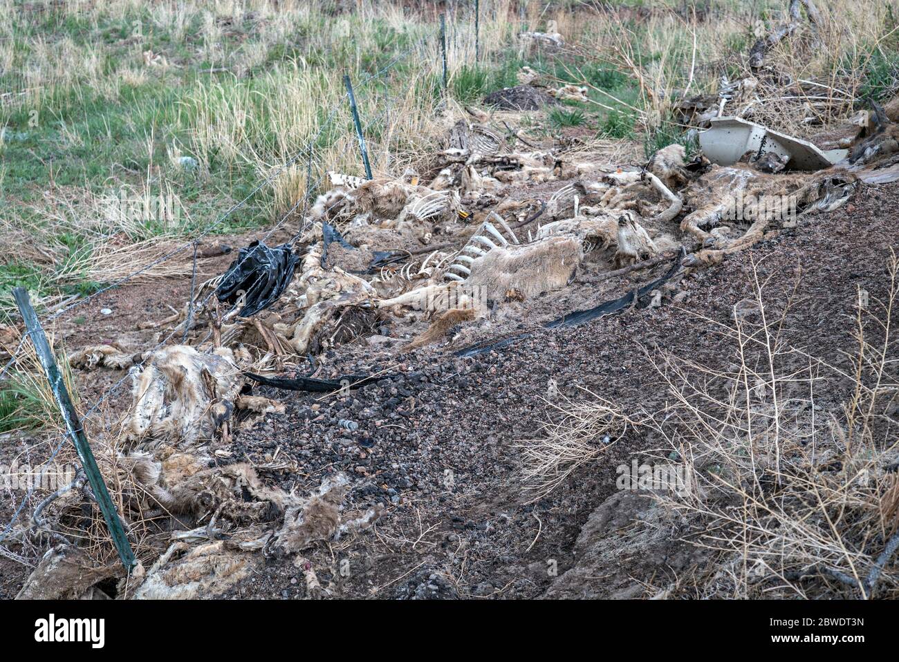 Deer Carcasses at a U.S. Forest Service Roadkill Dumping Area in ...