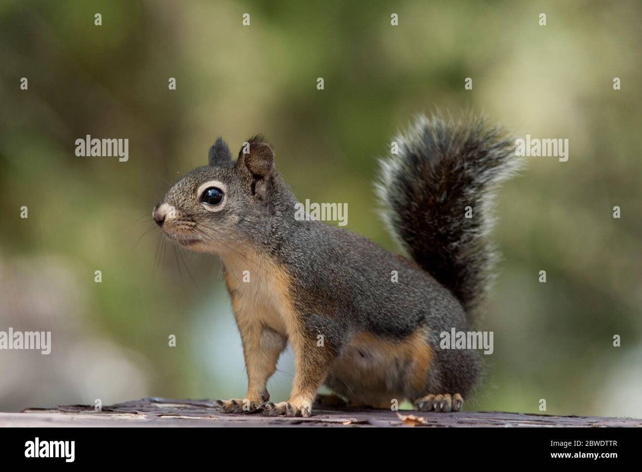 A Douglas' Squirrel (Tamiasciurus douglasii) on a picnic table in the ...