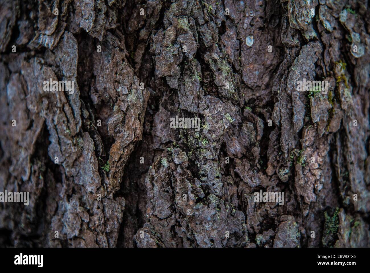 Taking a close look at tree bark reveals a whole new world Stock Photo ...