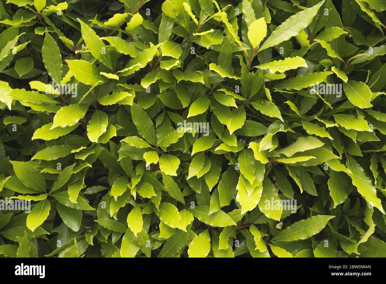 Laurel shrub with young leaves. Packaging cover, screen saver, cover ...