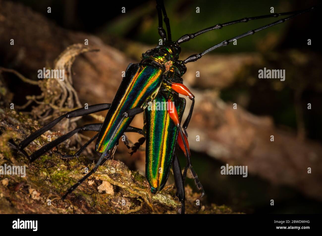 Colorful beetles in the understory in the lush rainforest of Altos de ...