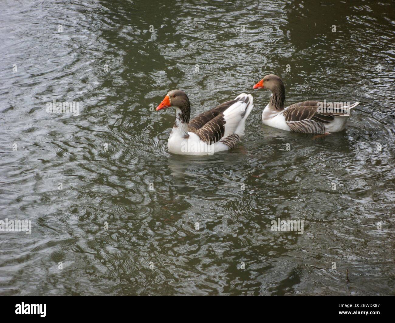Gray geese swimming in the water. Two domestic Geese Swimming in pond ...