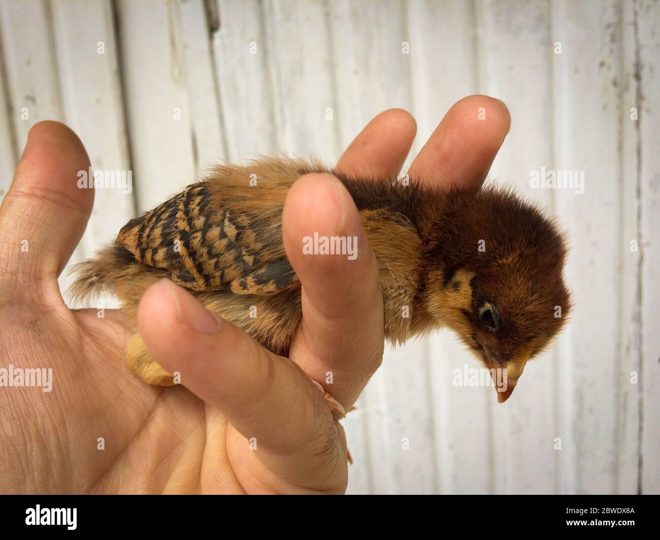 Close up brown little chicks on man hand. Beautiful little chickens ...