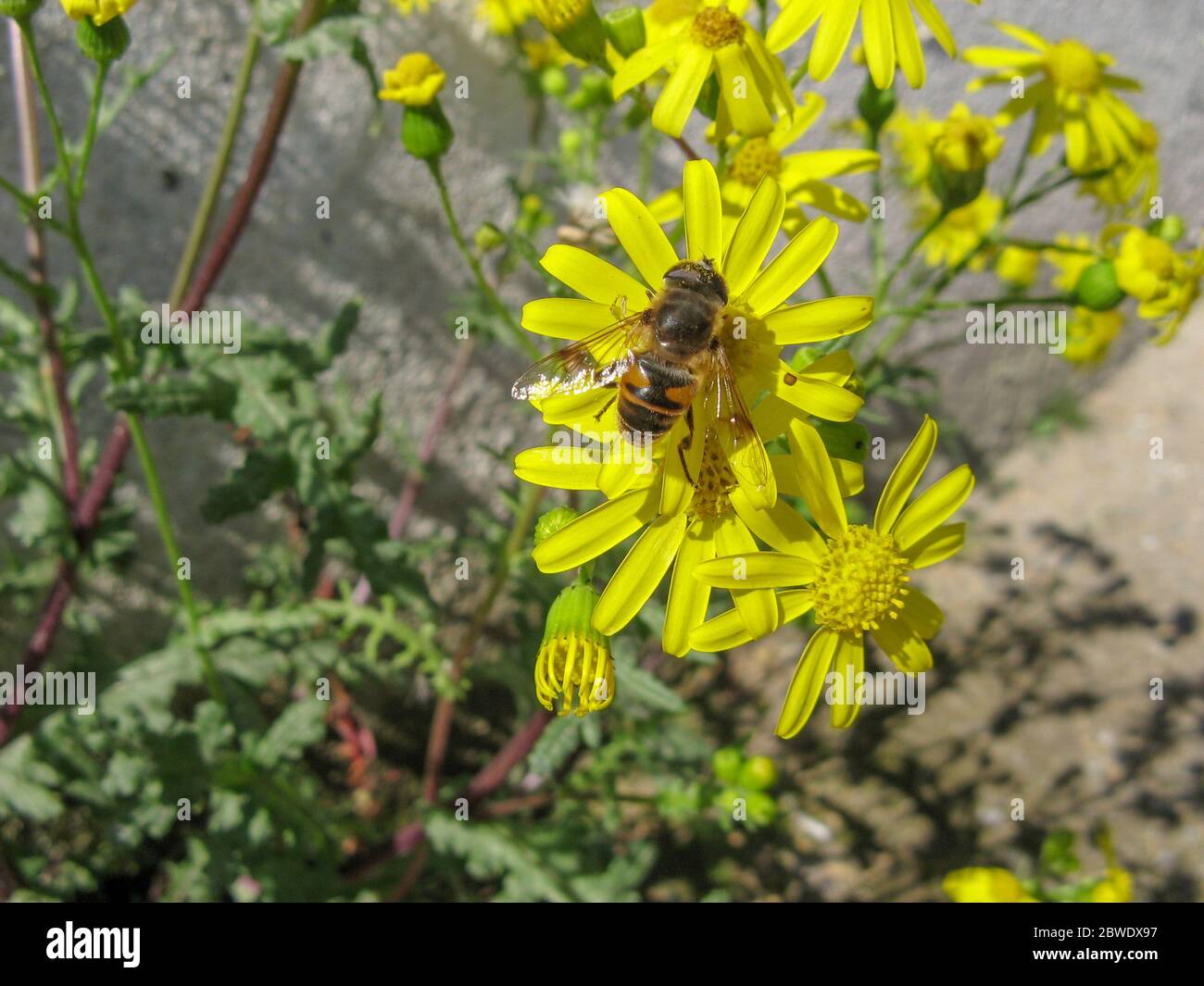 Insect of iran hi-res stock photography and images - Alamy