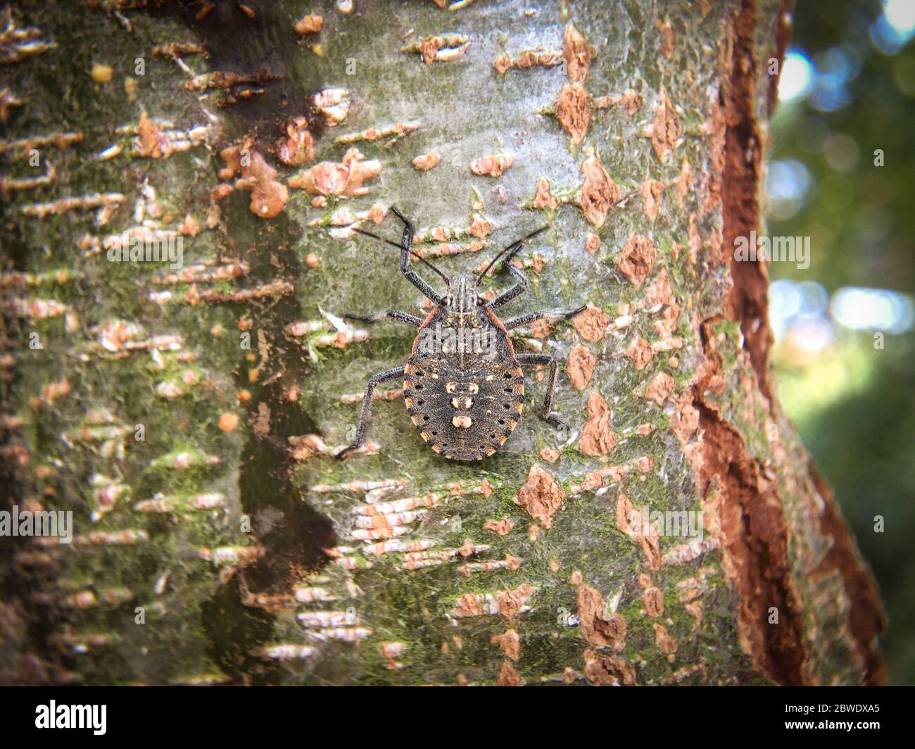 Wingless bugs hi-res stock photography and images - Alamy