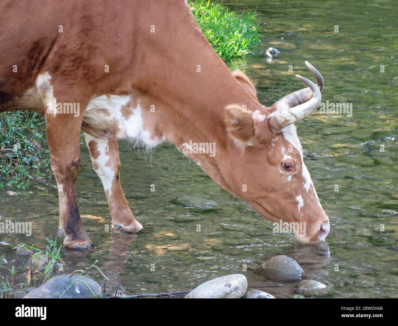 A cow drinks water river. Thirsty young black-and white cow drinks ...