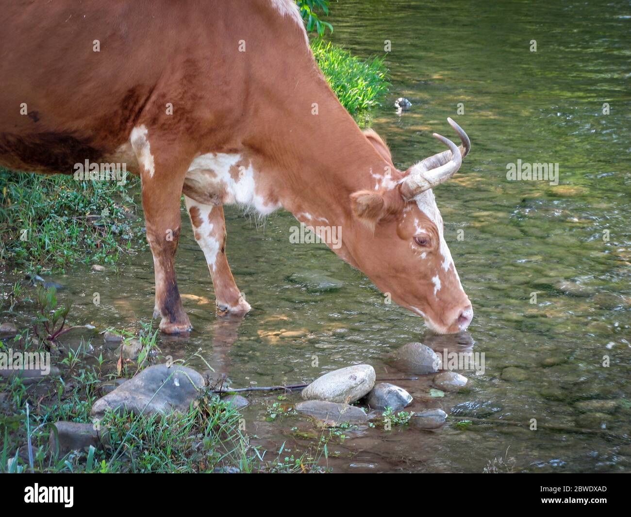 A cow drinks water river. Thirsty young black-and white cow drinks ...