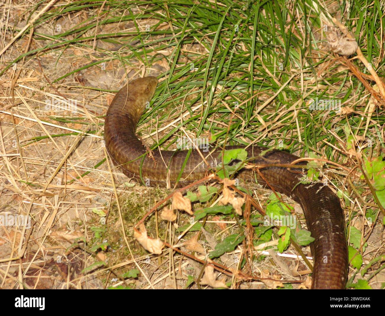 Safe brown snake in northern Iran. A species of non-toxic snake in ...