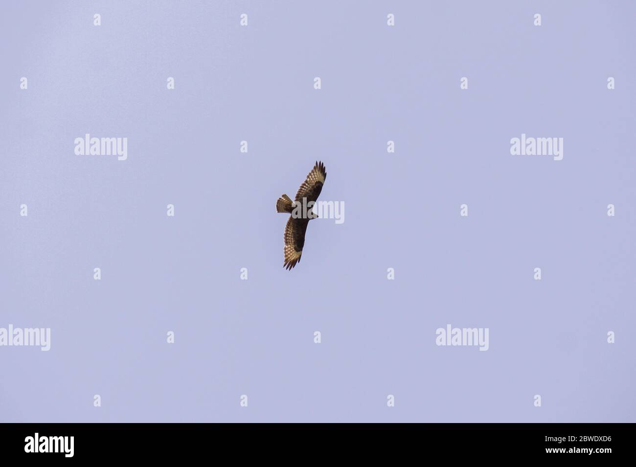 Hawk flying in a clear Blue Sky. Hawk bird predator. A brown hawk with ...