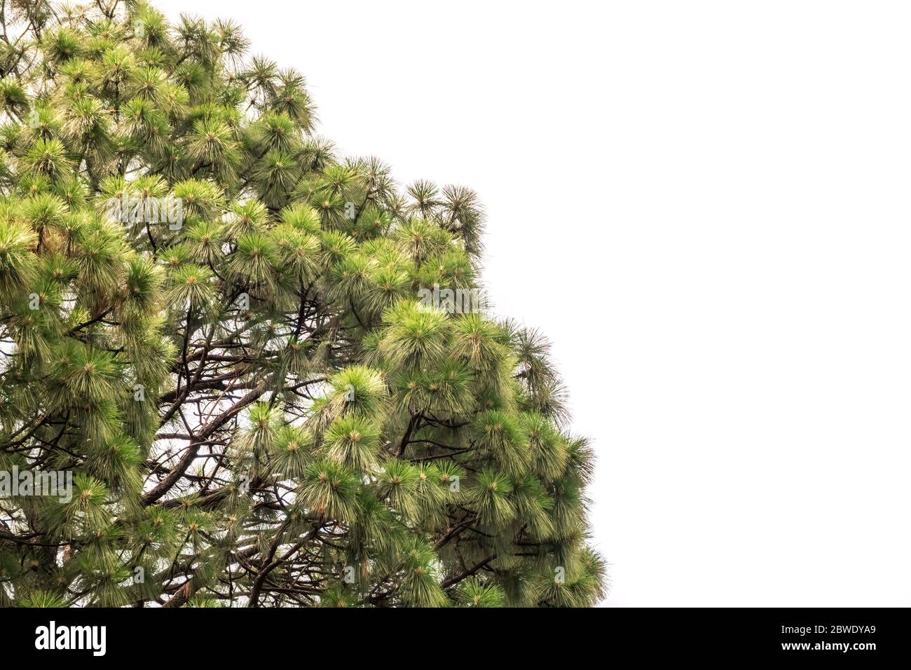 Top of pine tree isolated on white. Pine tree isolated on white for ...