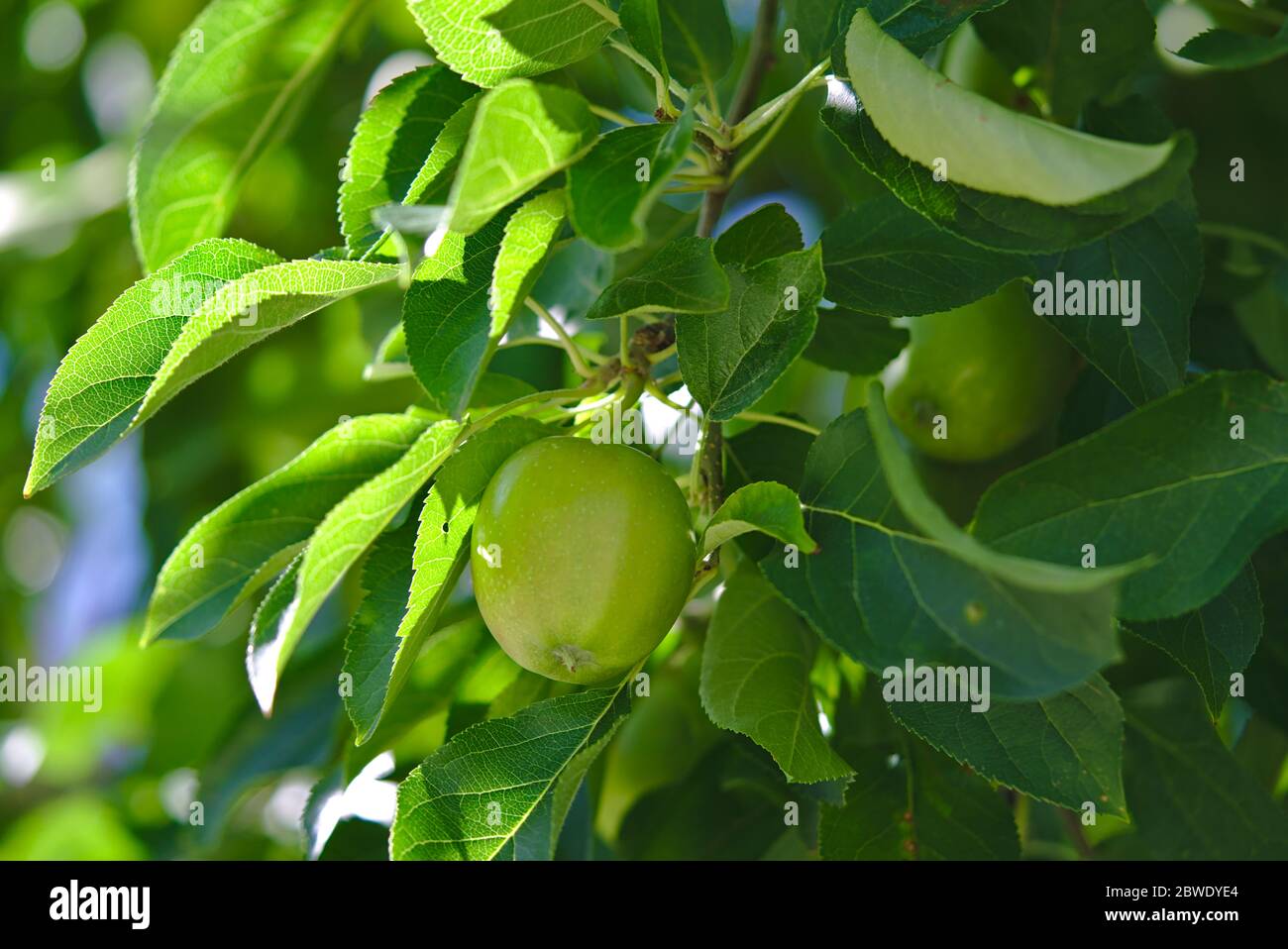 Close up view of green apple tree with few apples growing Stock Photo ...