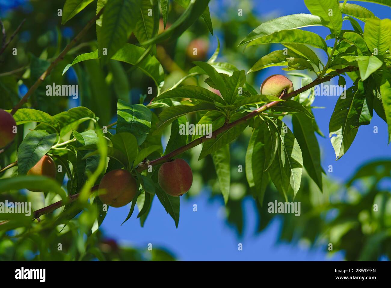 Growing peaches hi-res stock photography and images - Alamy