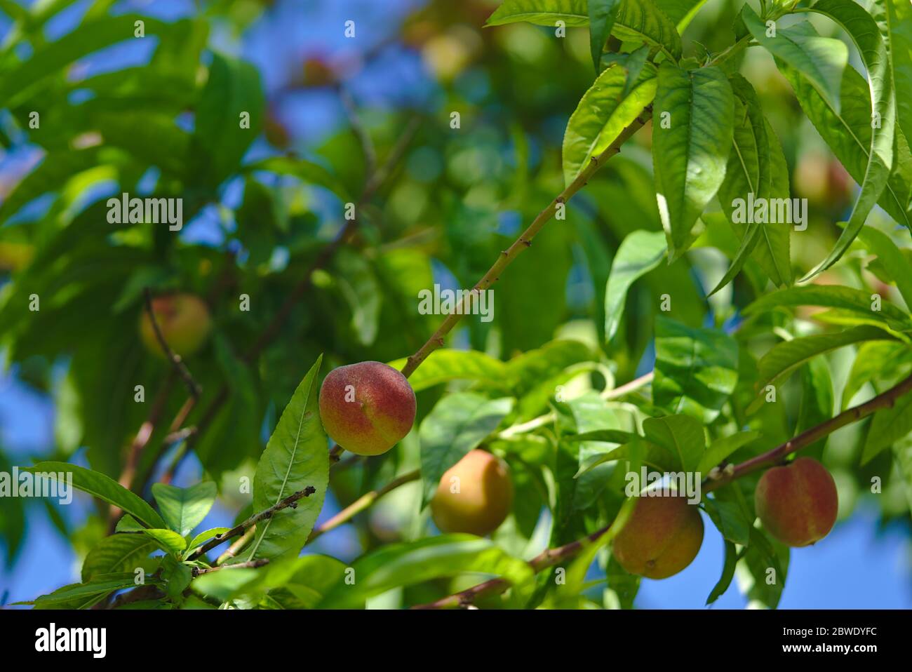Growing peaches hi-res stock photography and images - Alamy