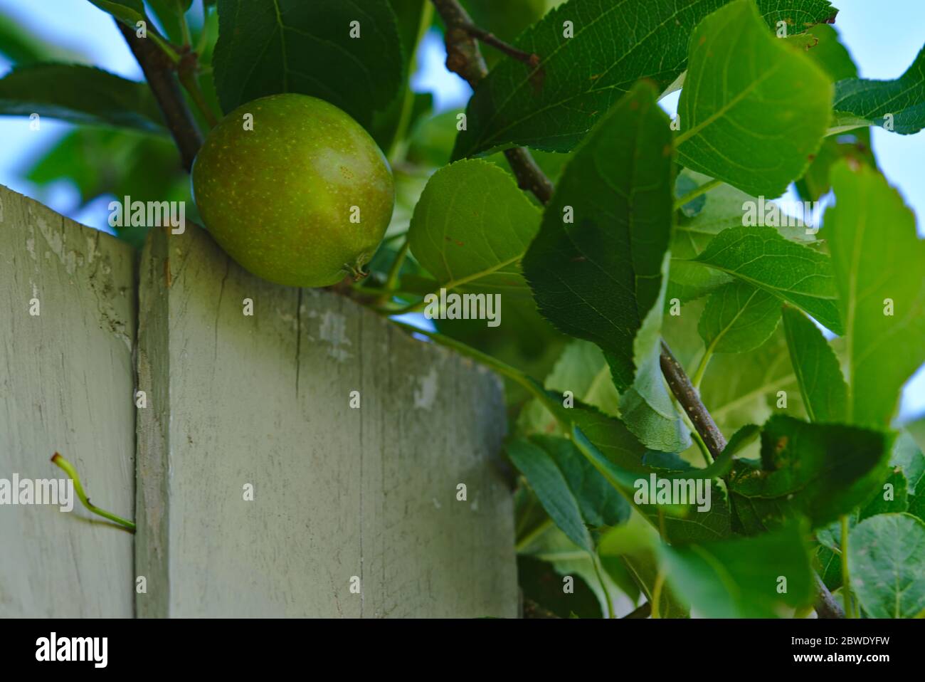 Close up view of green apple tree with one apple on wooden fence Stock ...