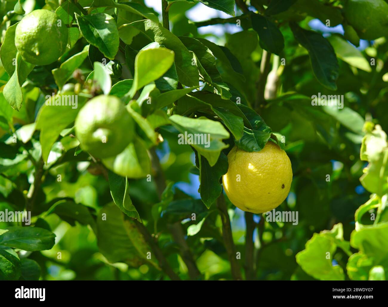 Lemon tree during sunny day with few lemons growing Stock Photo - Alamy