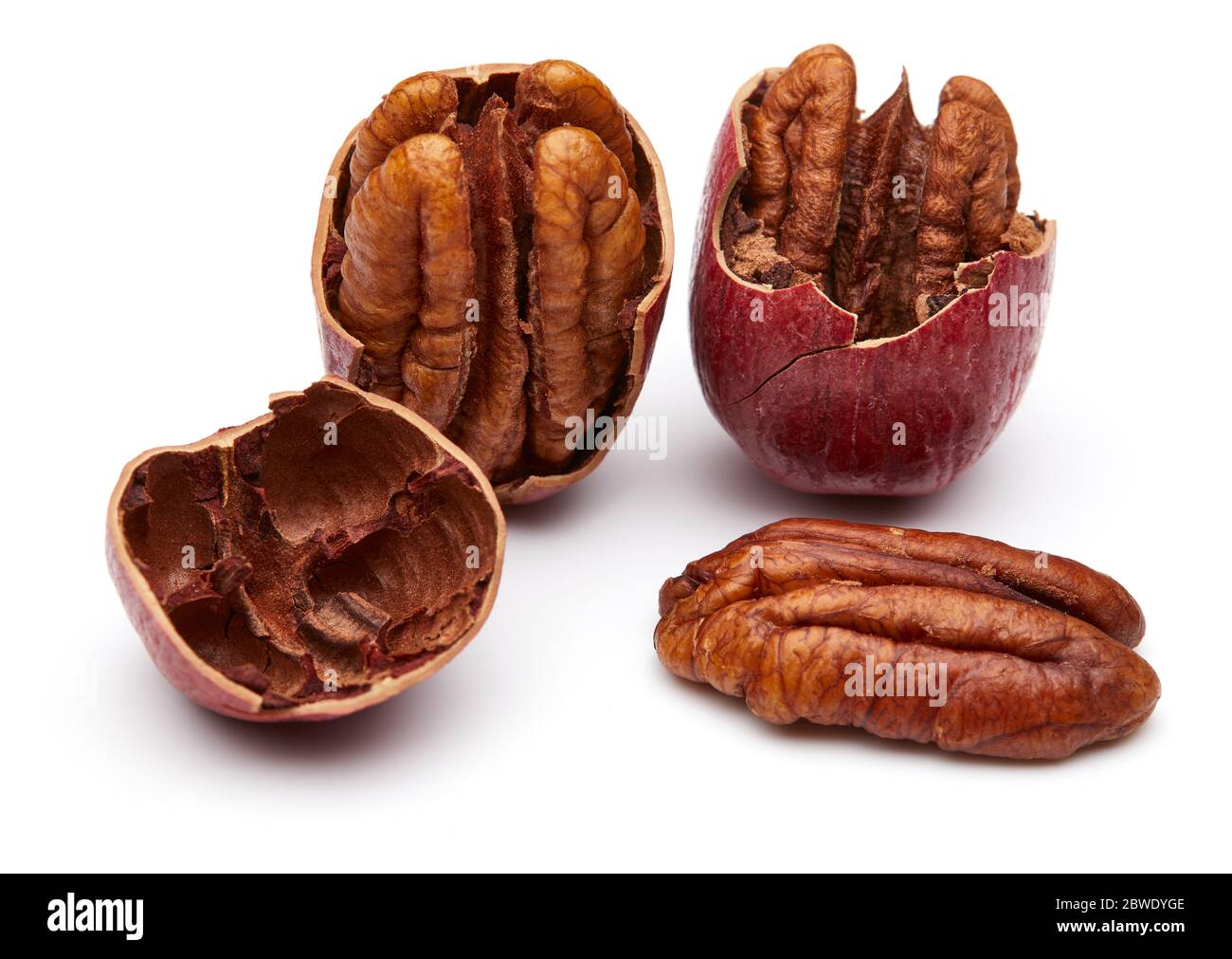 Pecan Isolated on White Background Stock Photo - Alamy