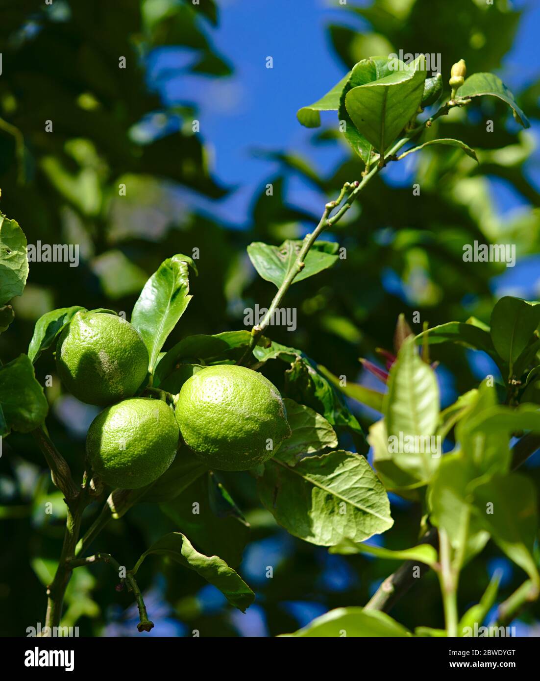Australian lemon leaf hi-res stock photography and images - Alamy