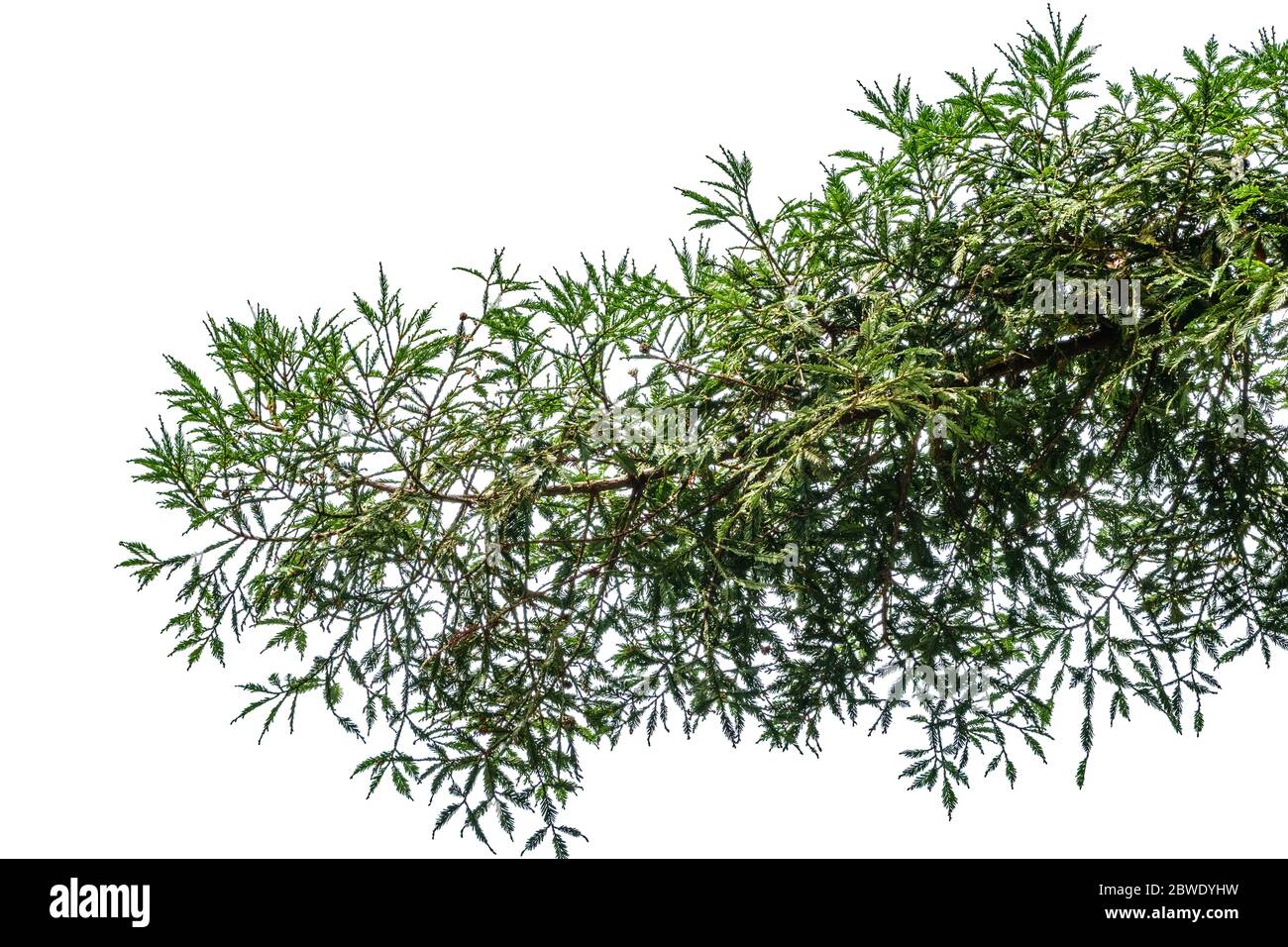 single green juniper or Juniperus branch isolated on white background ...