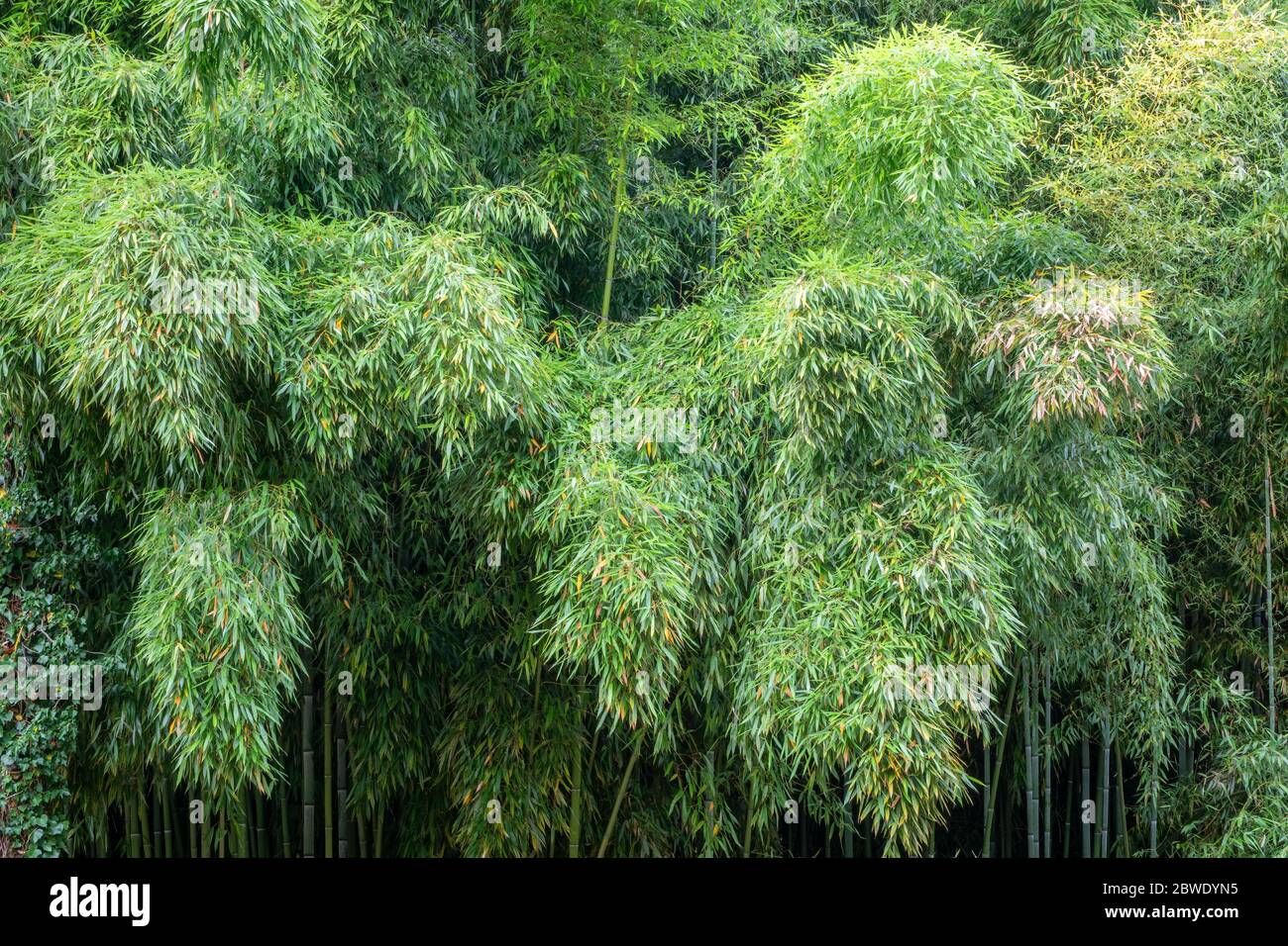 Bamboo thickets hi-res stock photography and images - Alamy