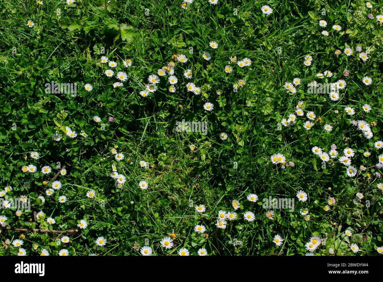 Tree bloom blossom beautiful flowers in spring season Stock Photo - Alamy