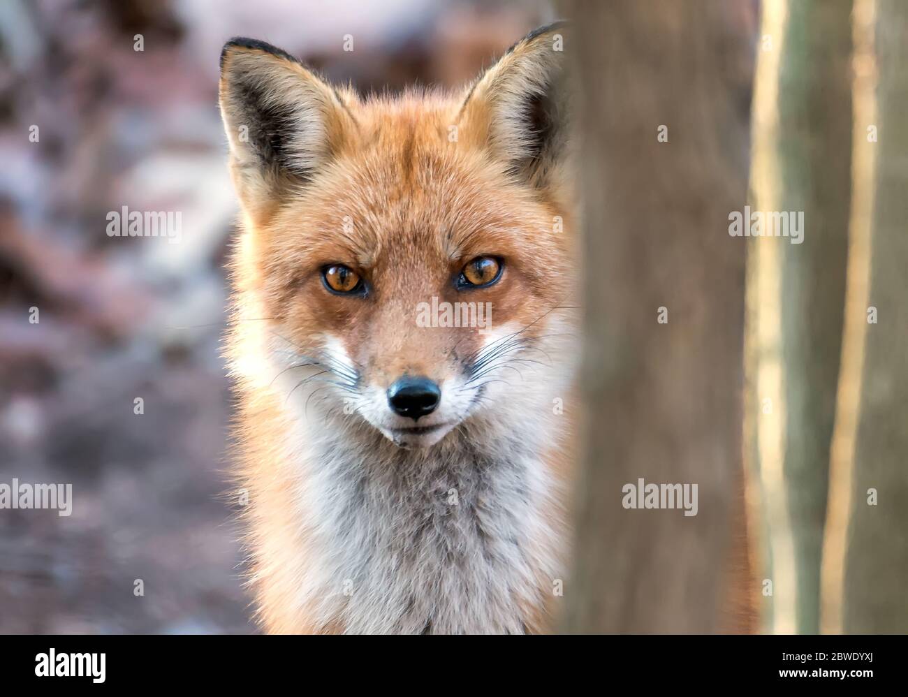 Close-up of the face of a Wild Red Fox watching intensely from behind a ...