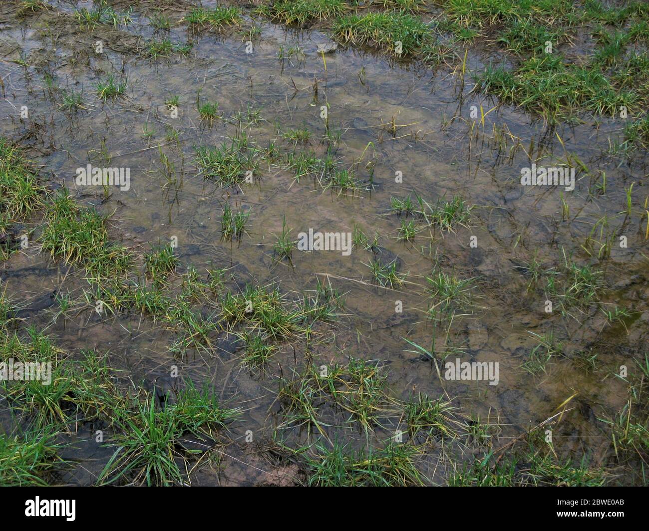 Water accumulation on the ground after rain Stock Photo - Alamy