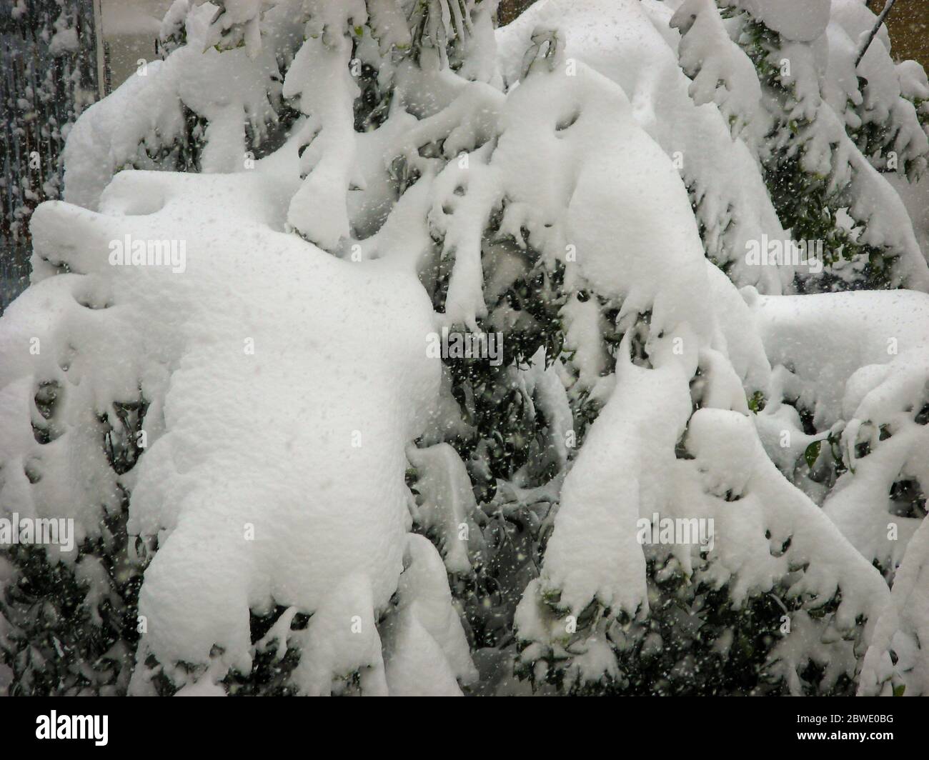 Branches spruce under in hi-res stock photography and images - Alamy