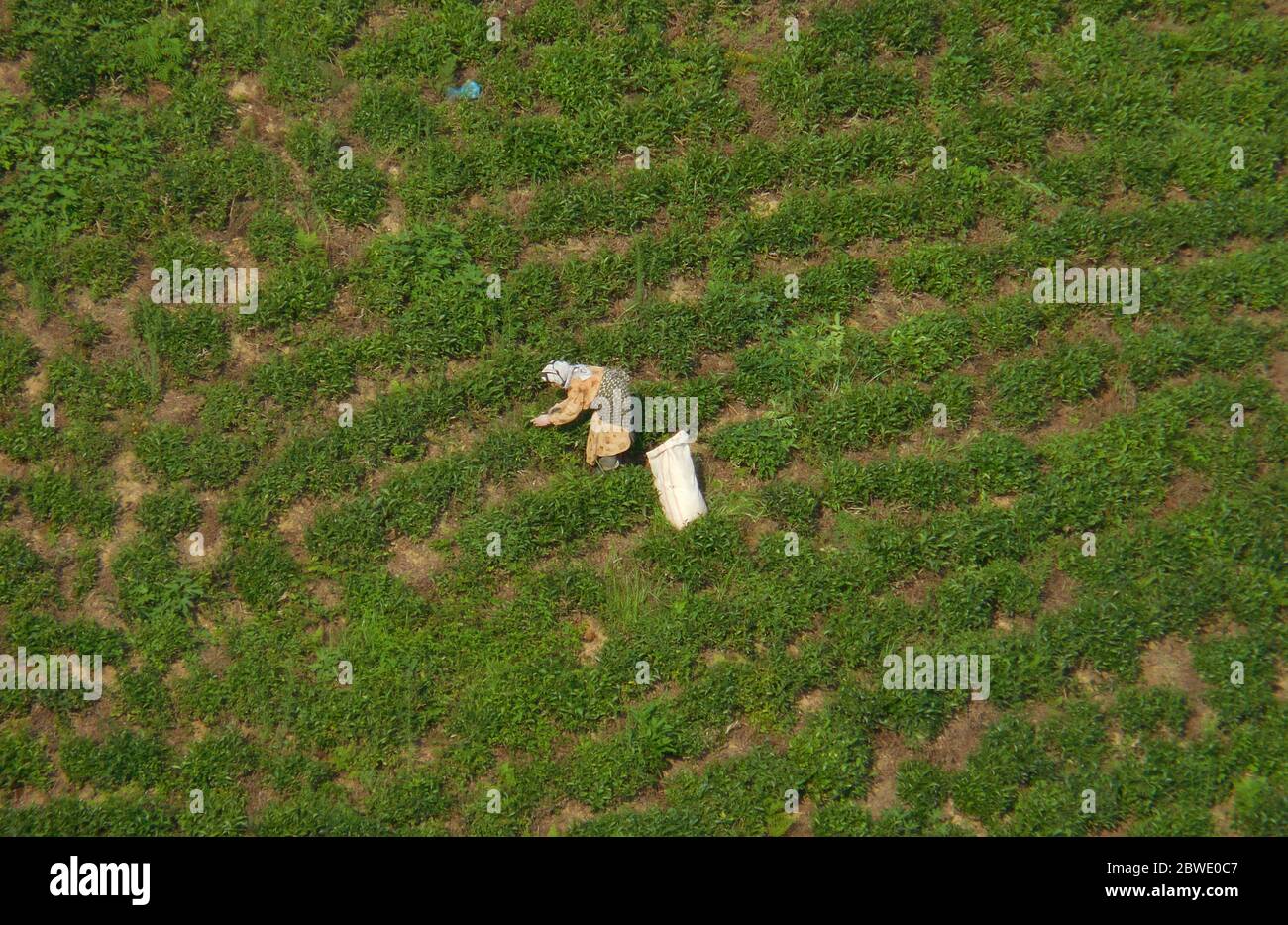 Tea plantation in lahijan iran hi-res stock photography and images - Alamy