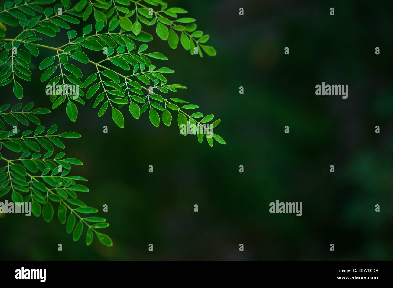 Fresh Moringa Leaves background Stock Photo - Alamy
