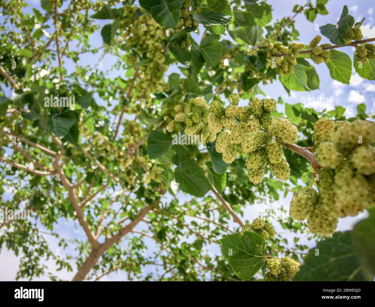 White mulberry hi-res stock photography and images - Alamy