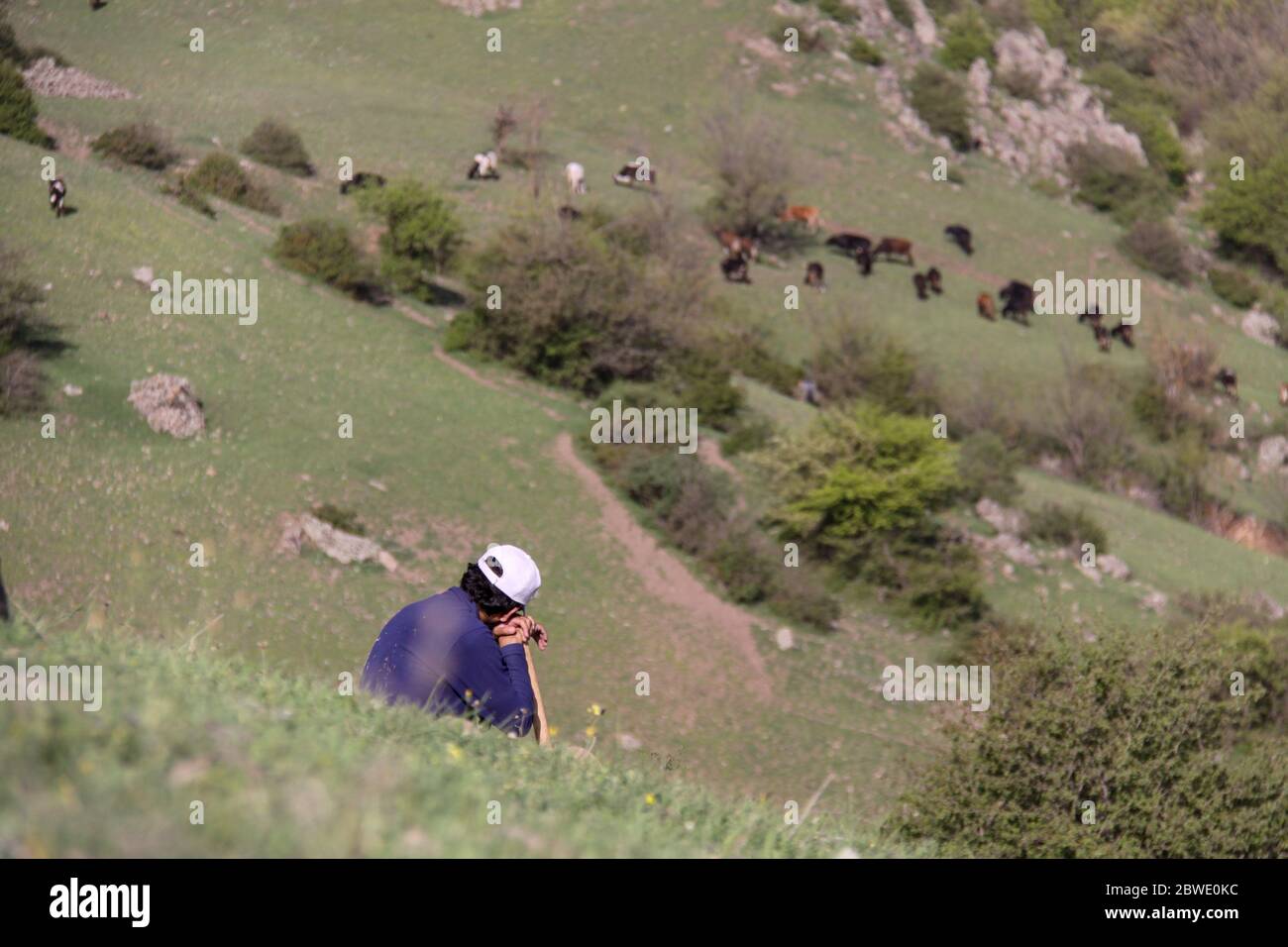 Shepherd and sheep, shepherd with sheep in nature, Shepherd taking care ...