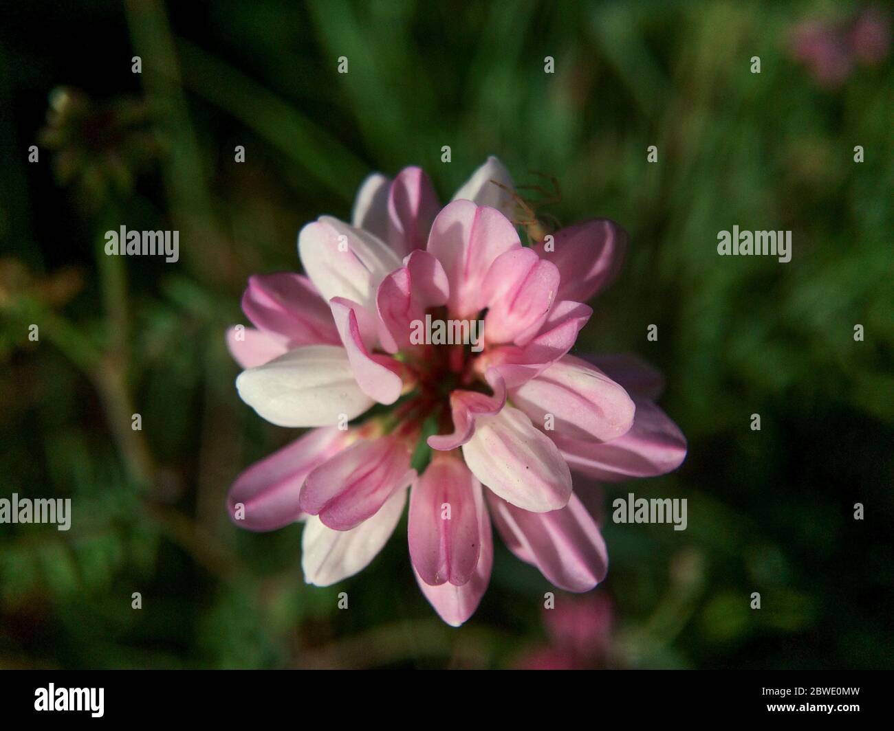 Top view of wild flower clover in the field with blurred background ...