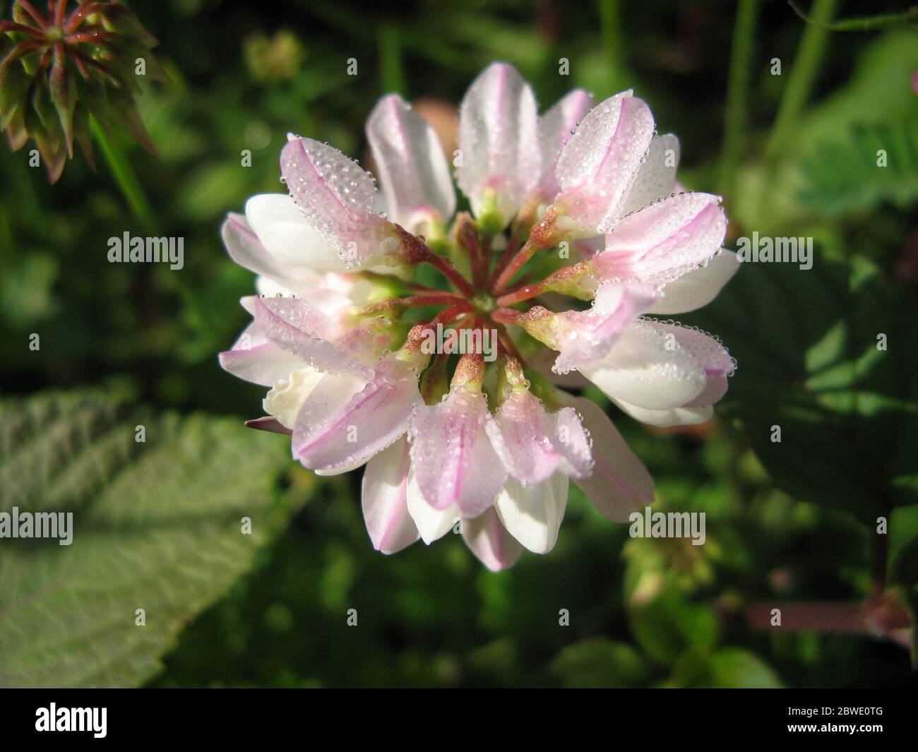 Close up of clover flower with morning dew drops on the petals. Top ...