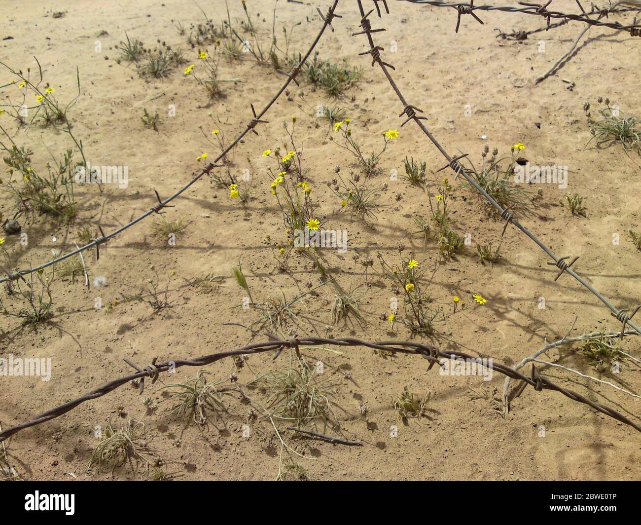 Spring flowers along with barbed wire. Wild yellow flowers and barbed ...
