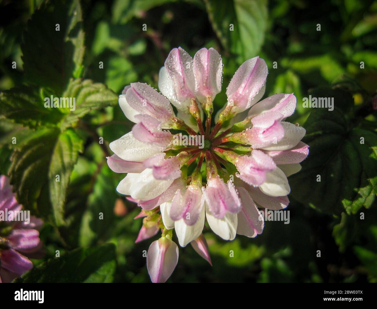 Close up of clover flower with morning dew drops on the petals. Top ...