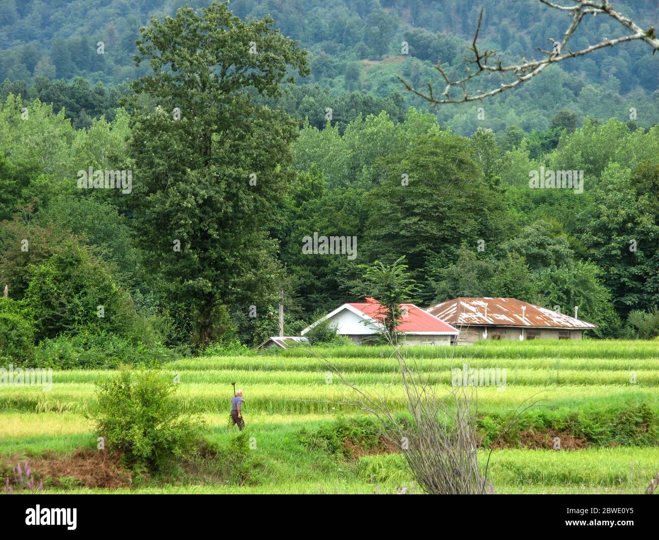 Beautiful landscape of the green rice field with green forest ...