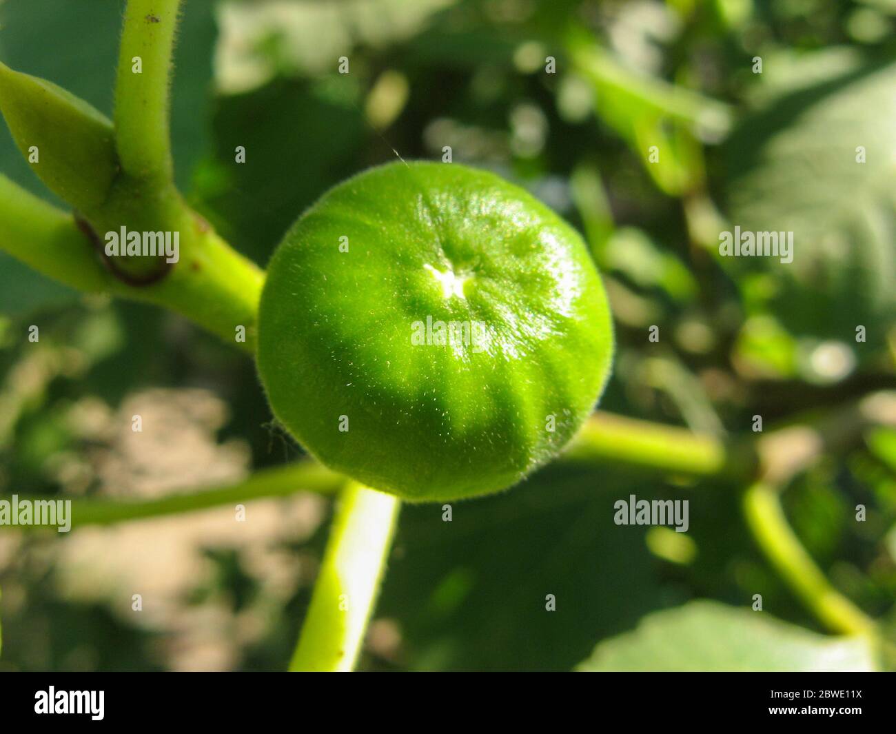 First figs hi-res stock photography and images - Alamy