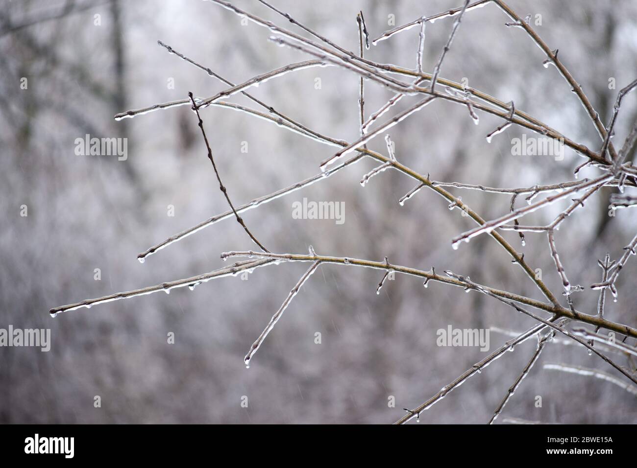 Frozen branches close up. Winter background. Transparent ice on frozen ...
